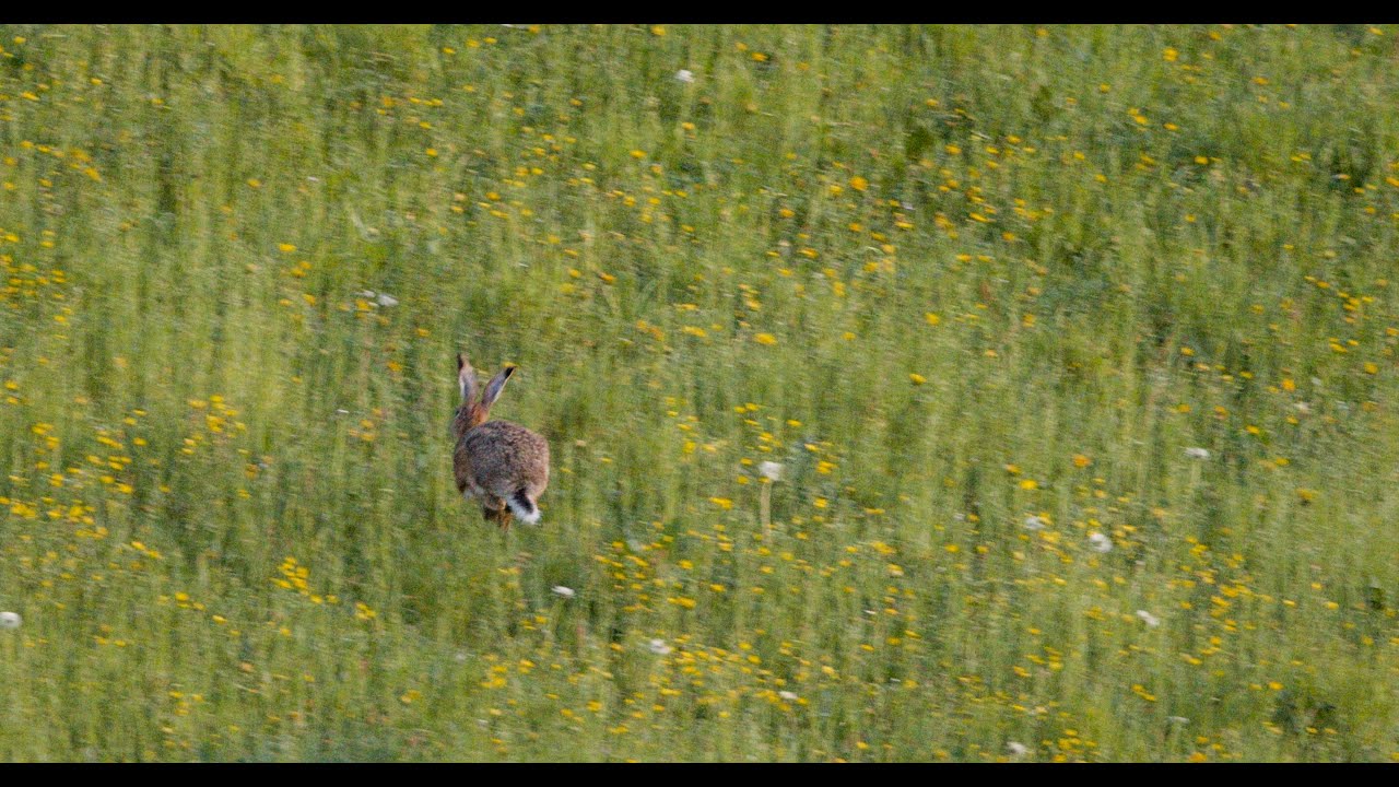 Hare running uphill | Slow Motion (FULLHD) - YouTube