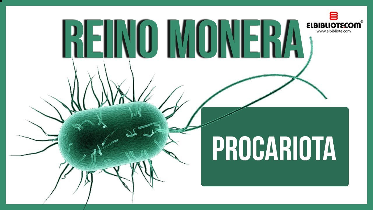 El REINO MONERA 🦠 [El Bibliotecom] 📚 - YouTube
