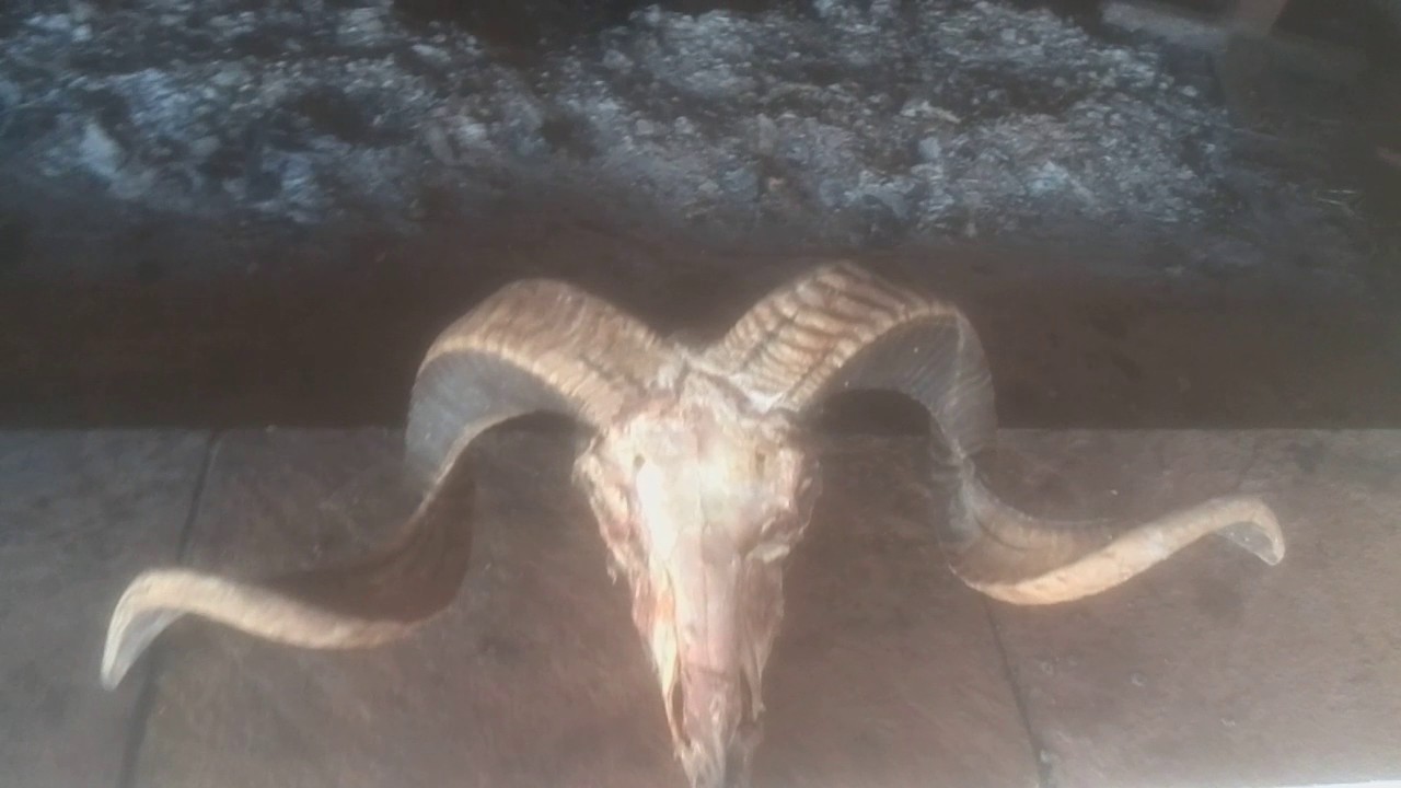 The world's most beautiful horns - YouTube