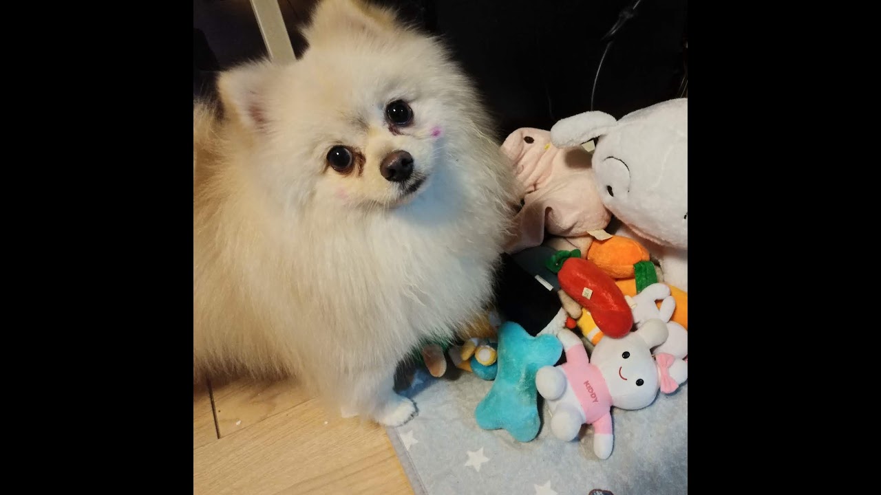 때보다육 실시간 라이브11월16일 난봉옥금초특가 수제화분 아프리카식물 다육식물때보다육작은다육정원난봉옥다육