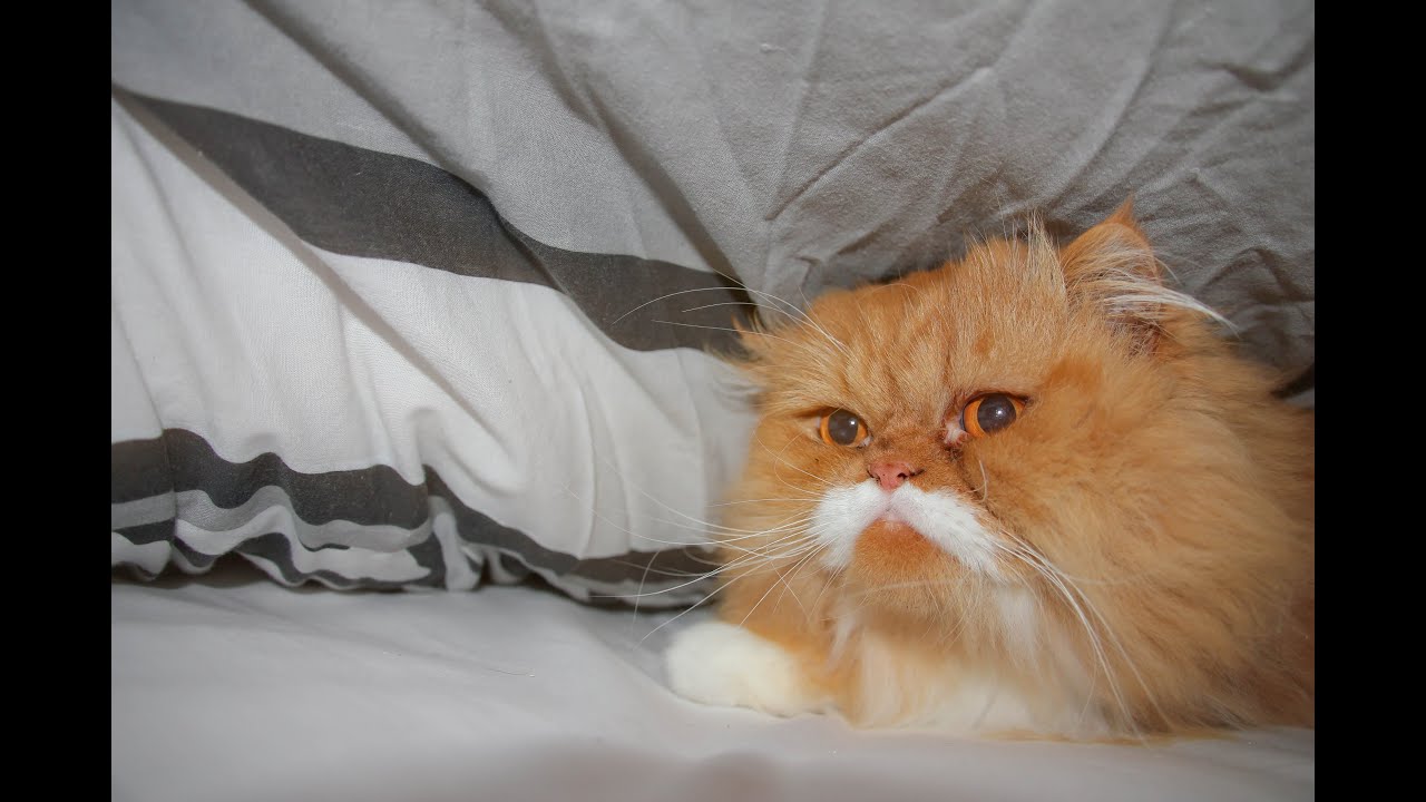 OKI THE MOUSTACHE CAT - PLAY TIME #2 - YouTube