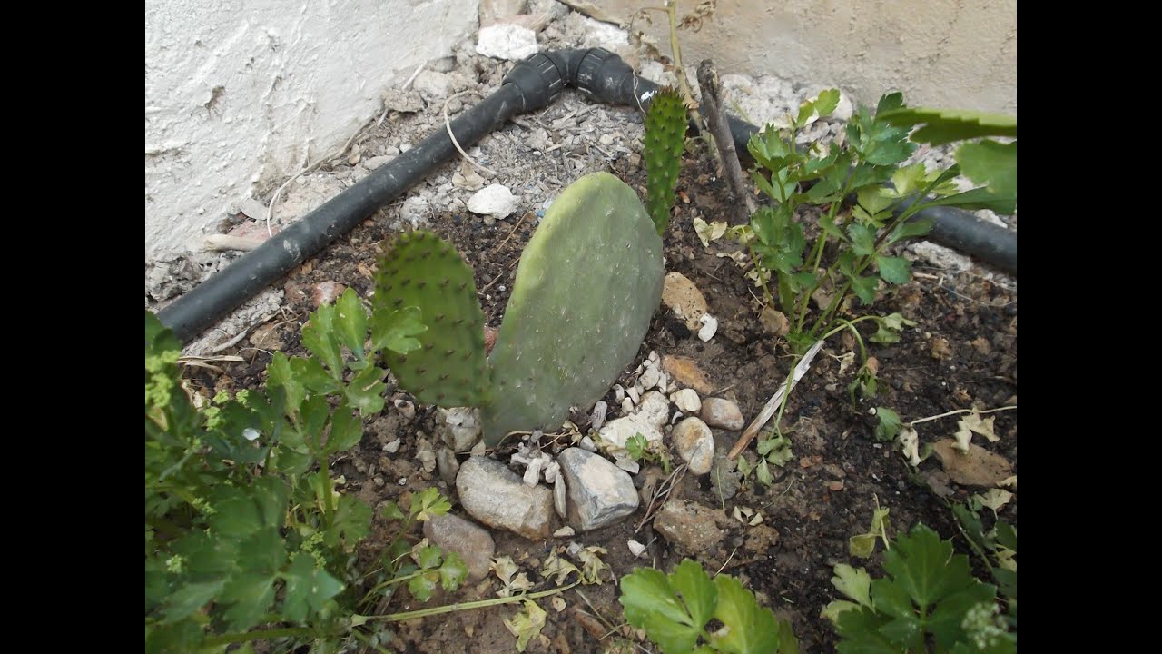 Palera o chumbera. Siembra y nacimiento de 2 palas. - YouTube