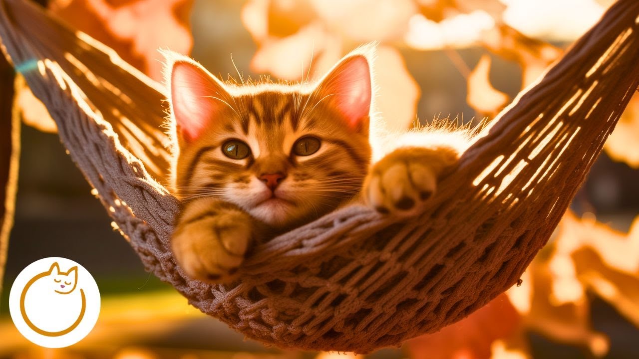 Home Alone Cat Music - Soothing Songs to STOP Separation Anxiety FAST🐱 ...