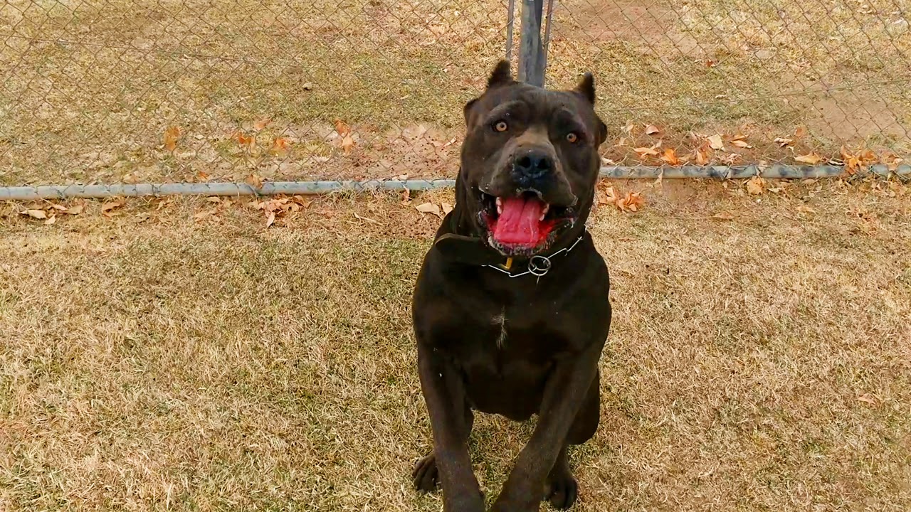 Cane Corso - YouTube