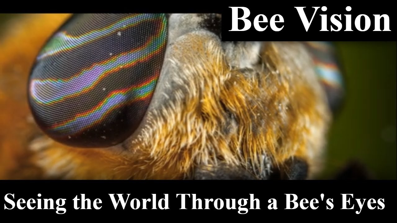 Unveiling The Hive: A Close Look at Yellow Jacket Nests - Beekeeping Trove