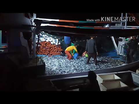 Cara Menjala  Ikan Kembung Ribua Ekor[Dapur Bunda Naila