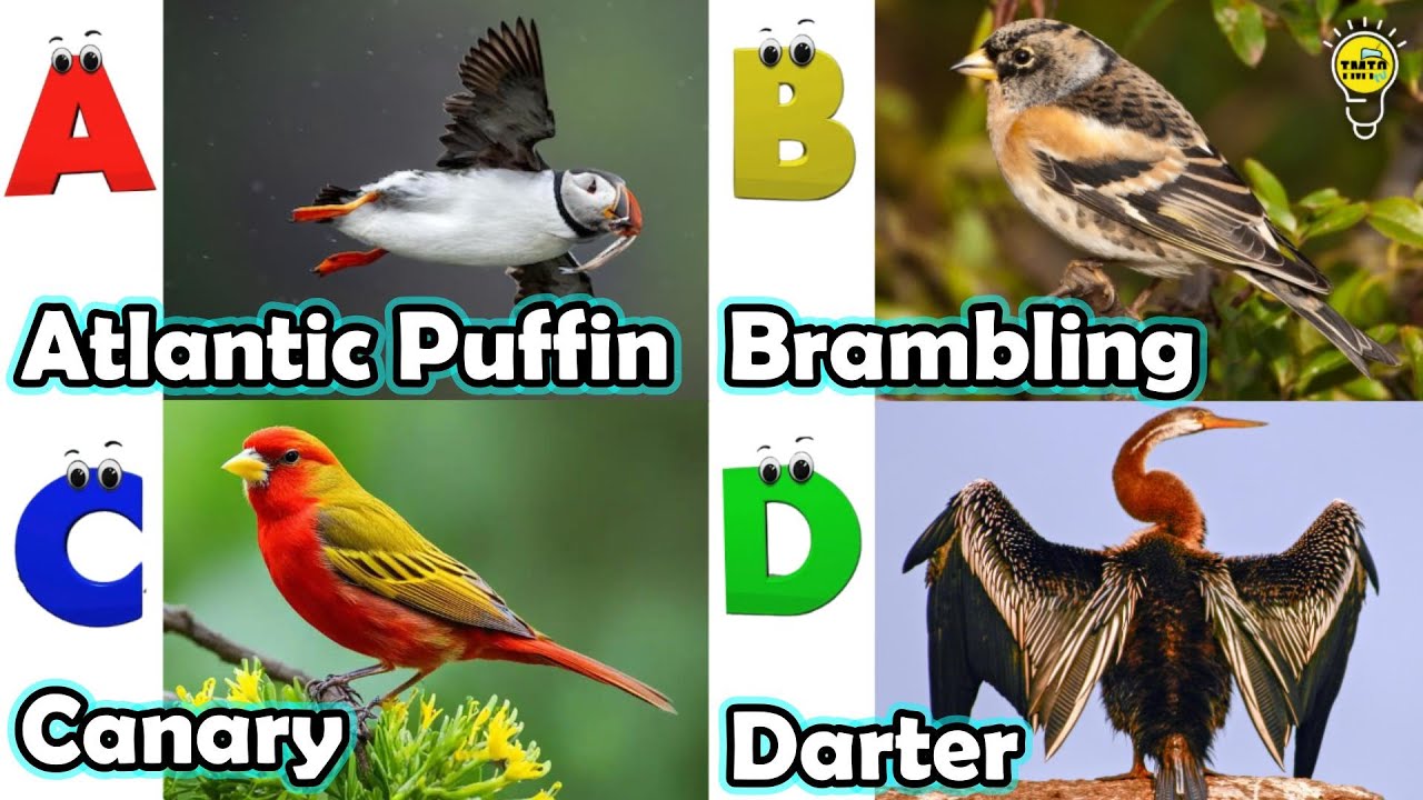 Birds ABC Song | Birds Alphabet Song for Kids | Phonics for Kids | Baby ...