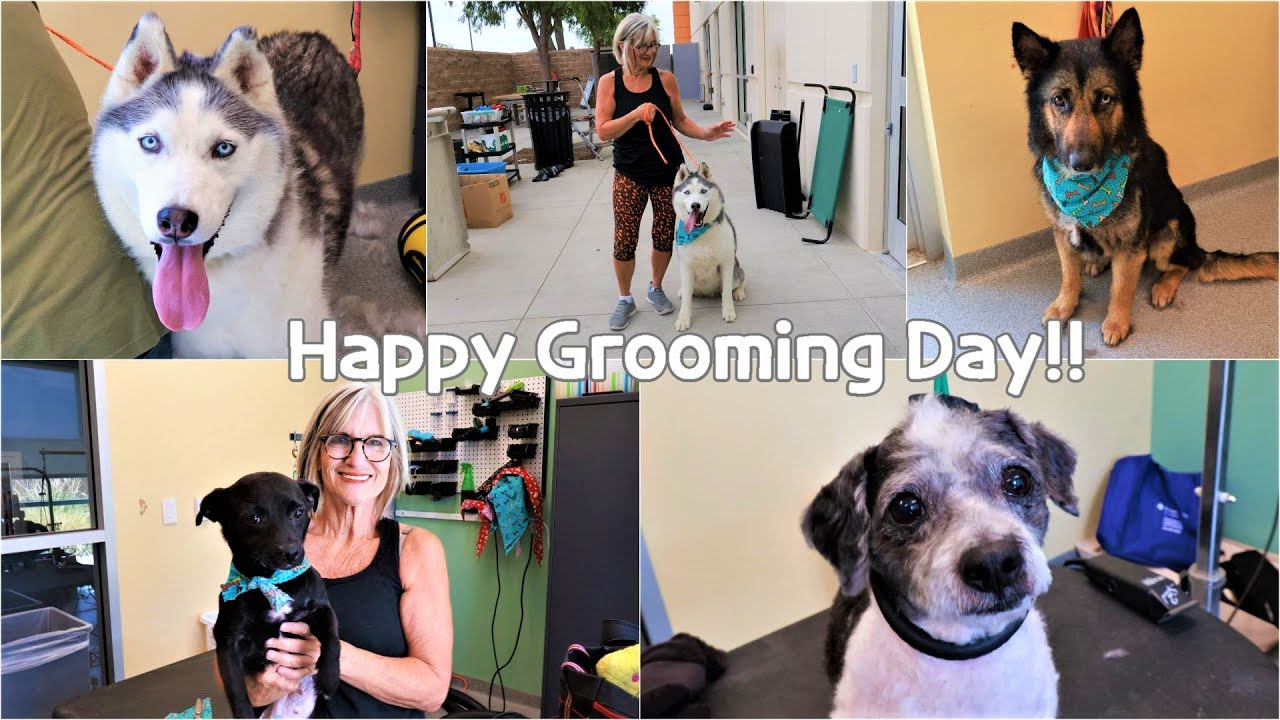 OC Animal Care - Happy Grooming Day!! 08/09/23 - YouTube