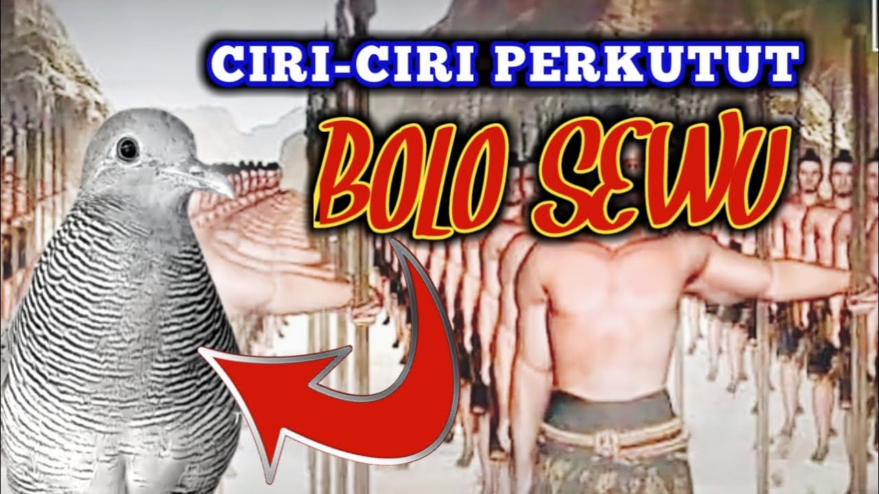 Cirimathi perkutut bolo sewu - YouTube