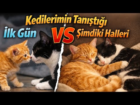 İlk 30 gün /kavga çıktı/siyah kedi sarı kediyi dövdü #cat #kesfeteyyiz #keşfet #kitten #keşfet 
