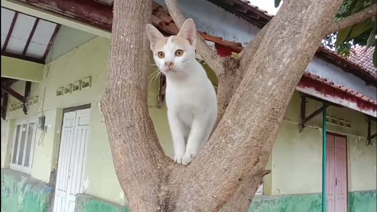 Kegiatan Kucing Ku Saat Bersantai - YouTube