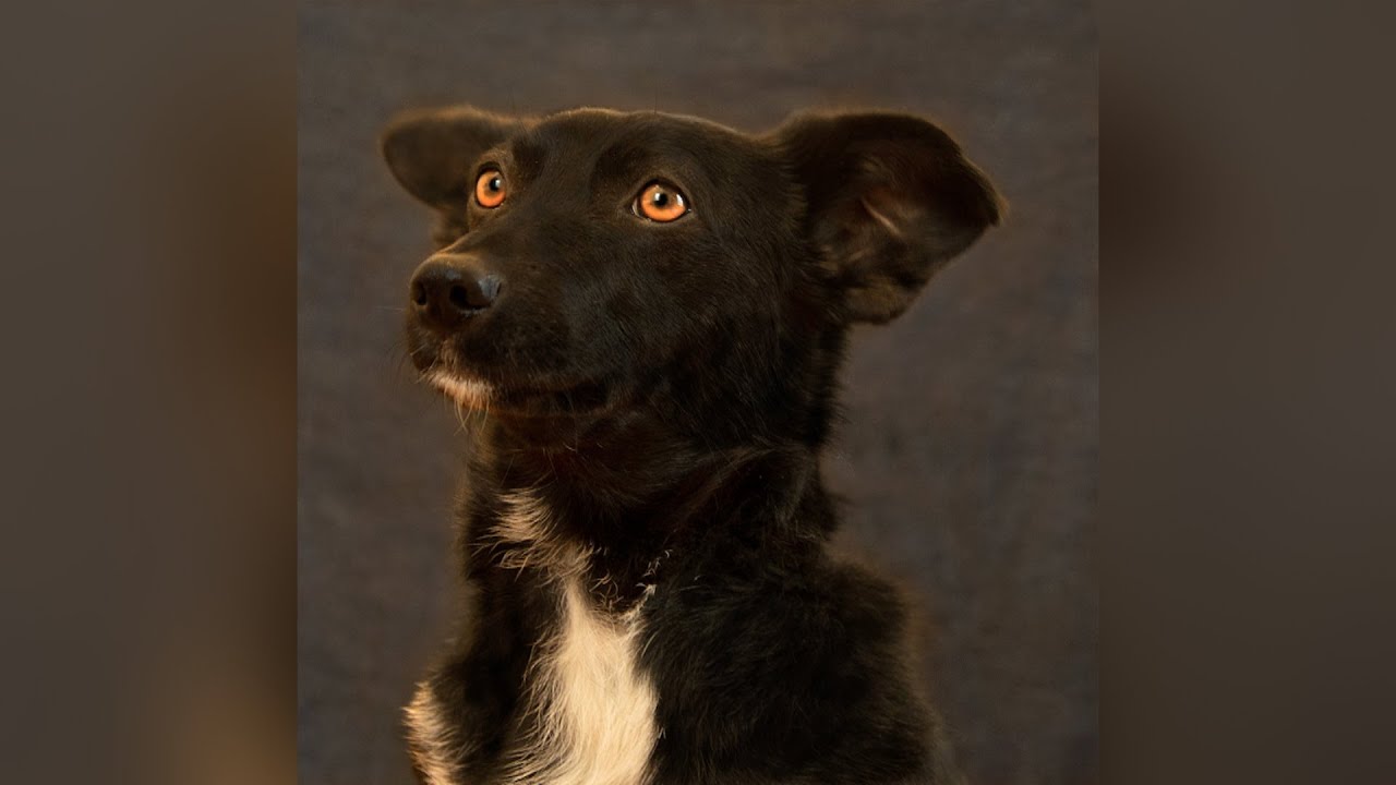 Story of a Little Stray Dog Who Dared To Dream - Howl Of A Dog Rescue ...