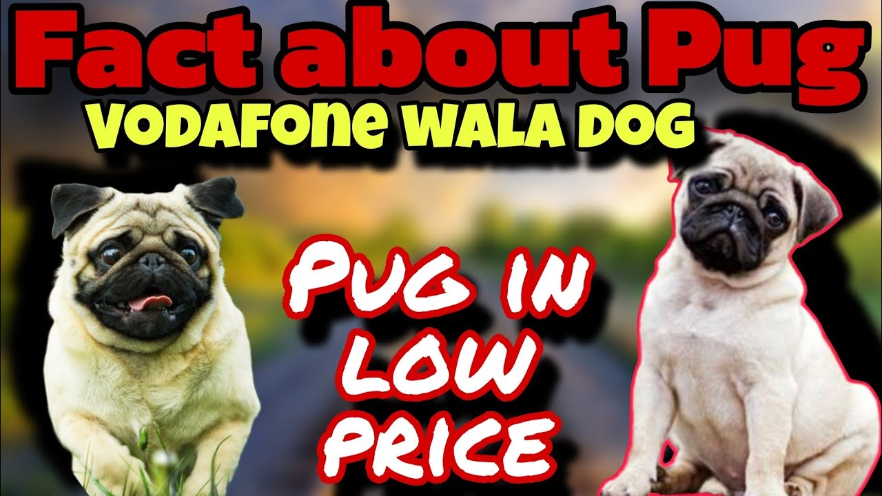 Vodafone wala dog | pug dog in patna | How to care pug puppy - YouTube