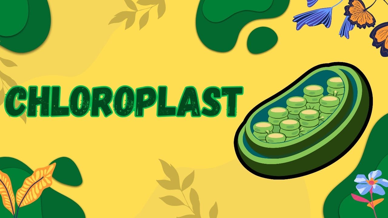 "Chloroplast | Structure & Function | Role in Photosynthesis | A Semi ...