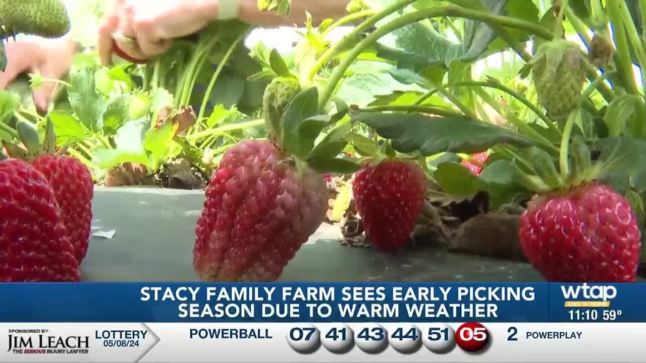 Stacy Family Farm looks at an early picking season due to temperatures ...