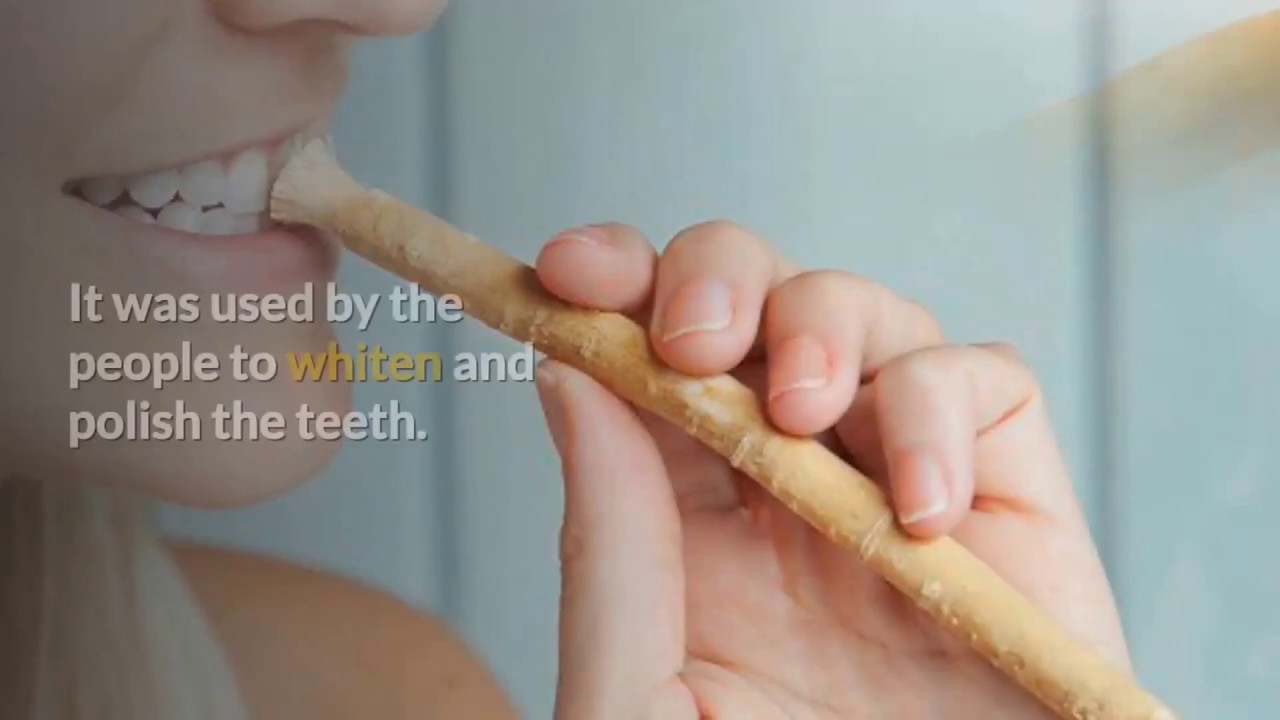 10 Scientifically Proved Benefits of Miswak | Miswak Tree - YouTube