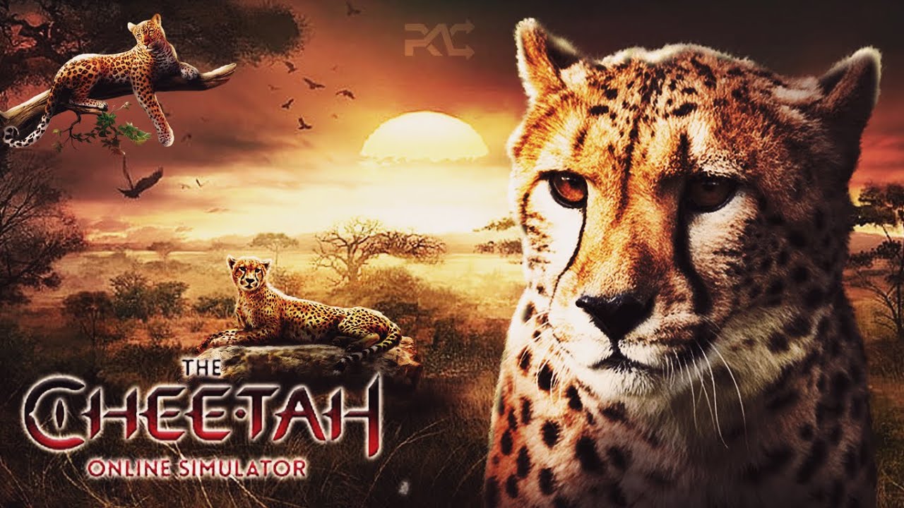AS CHEETAHS DOURADAS E O JOGO MAIS BONITO DO MUNDO! - THE CHEETAH ...
