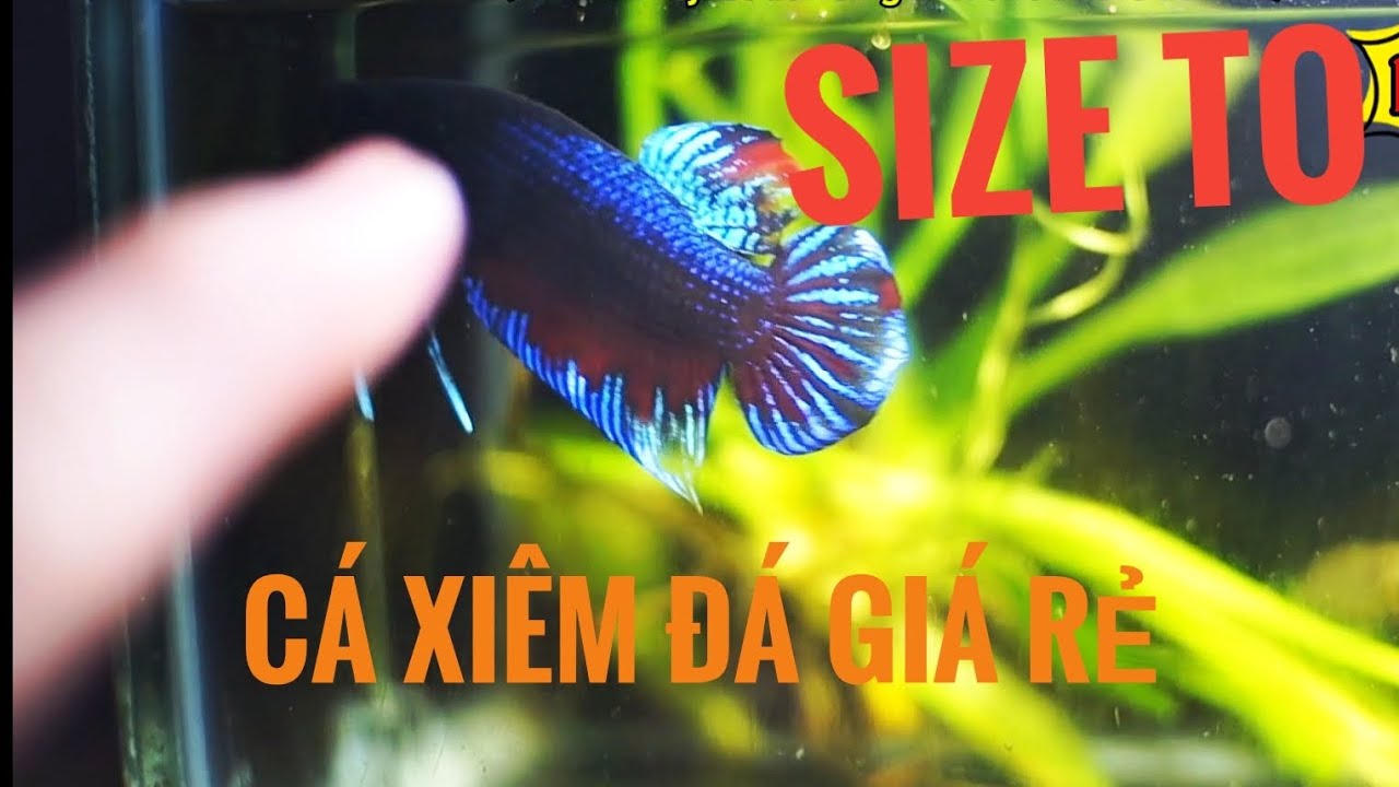 CÁ XIÊM GIÁ RẺ, CÁ XIÊM SIZE TO, CÁ XIÊM LƯỜN LANG. Lên lô cá xiêm ...