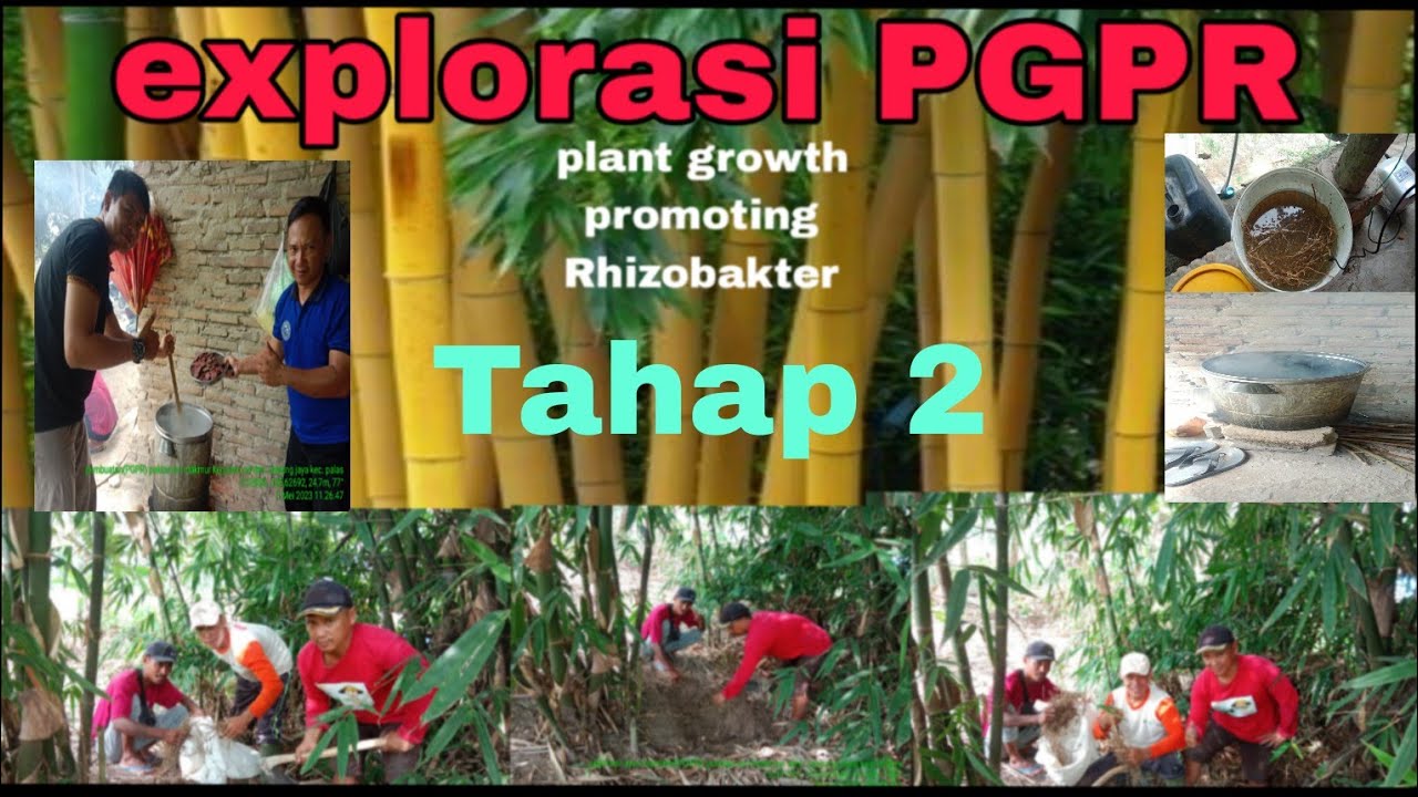 Pembuatan pgpr tahap 2 - YouTube