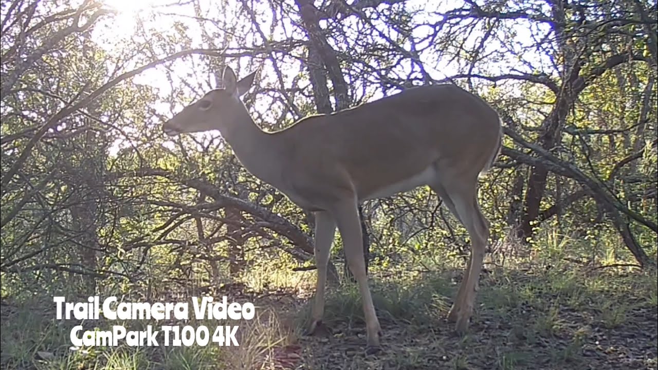 CamPark T100 4K Trail Camera Video Oct. 14-17, 2021 - YouTube