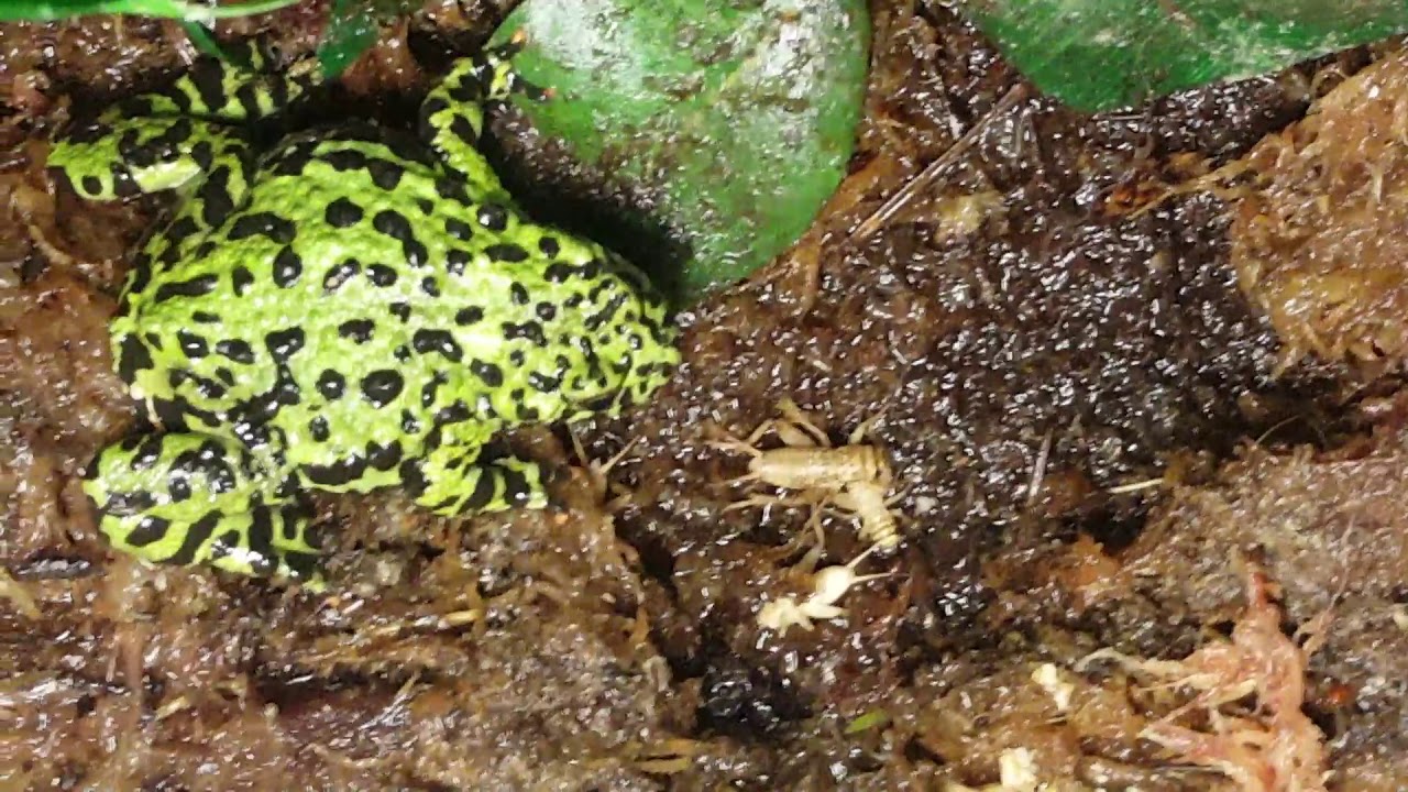 1 of my Fire belly toads feeding - YouTube