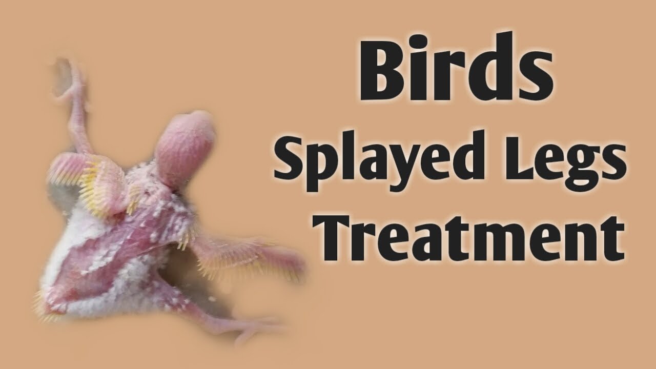 Birds splayed legs treatment | budgies chick ki splayed leg ki ...