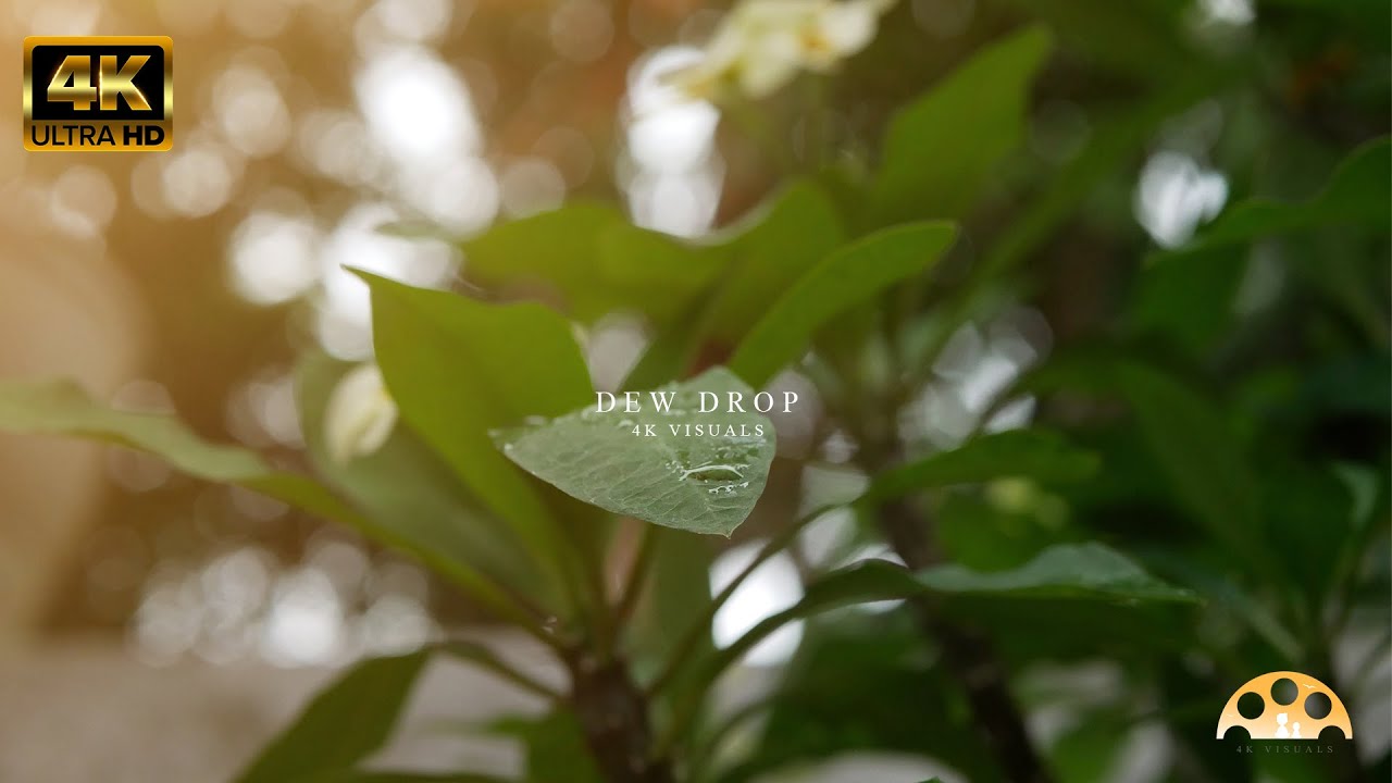 Dew Drop Series | Stock Video | No Copyright Background Nature Video ...