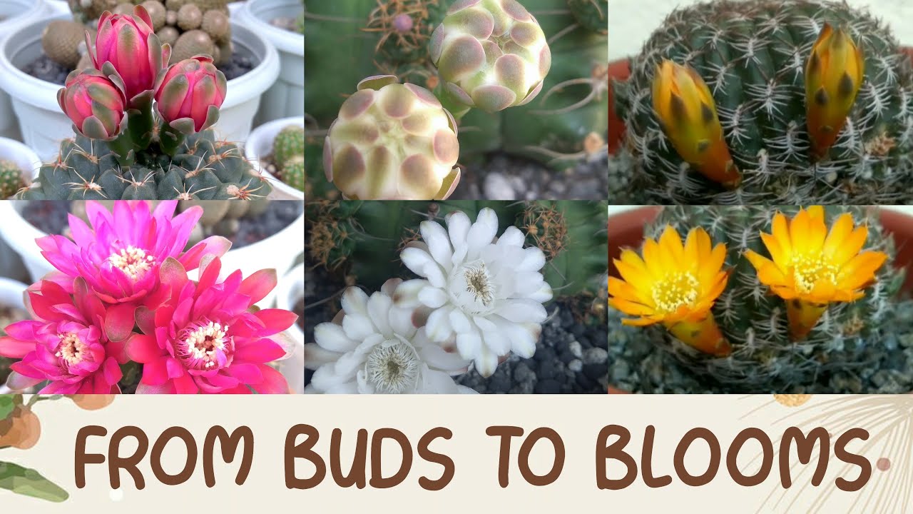 Blooming Cacti | From Buds to Bloom | Portrait Mode - YouTube