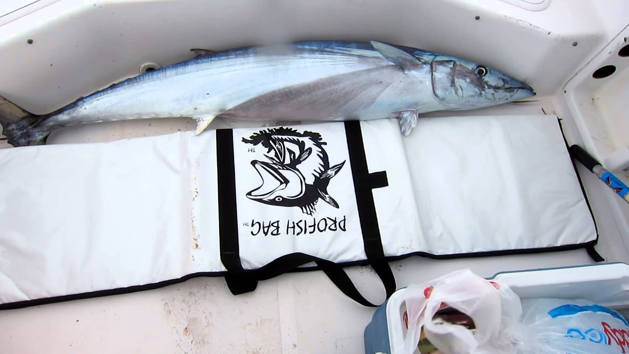 68lb Wahoo trying to get in fish bag, just fit! - YouTube