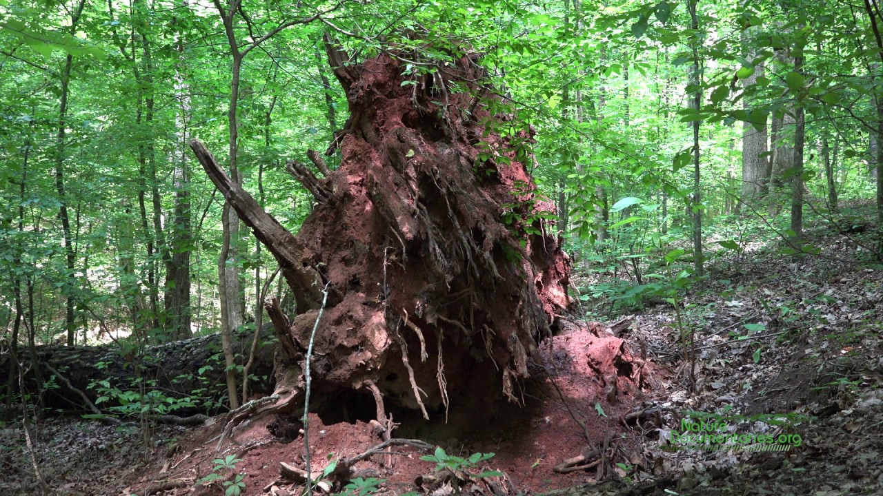 The Root Plate of a Downed Northern Red Oak (Quercus rubra) - YouTube