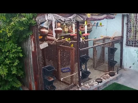 Birds Outdoor Aviary Setup | Bird Farm Aviary Colony New Setup Tips ...