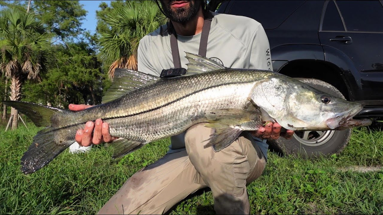 The Big Snook I've Been Searching For. - YouTube