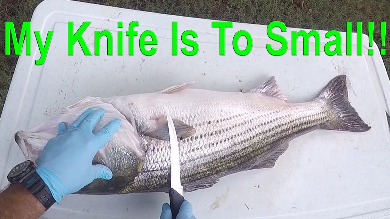 How To Fillet Big Fish! - YouTube