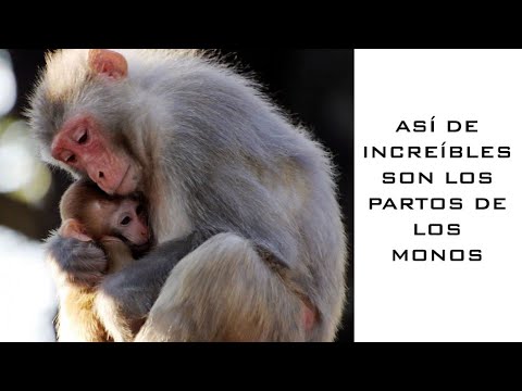 😱IMPRESIONANTE PARTO DE HEMBRA MONO (video)🙈 - YouTube