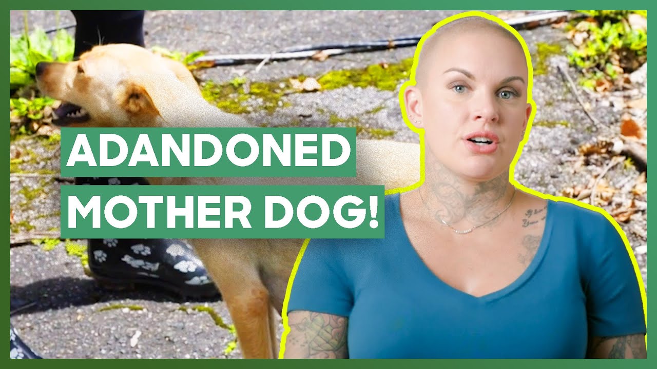 Crew Member Falls In Love With Abandoned Mother Dog! | Amanda To The ...