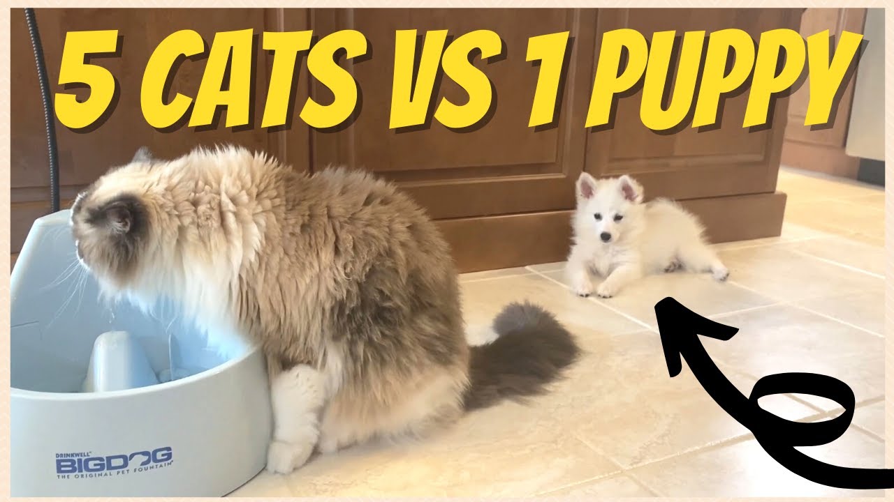 Introducing our NEW PUPPY to our FIVE CATS [American Eskimo Puppy ...