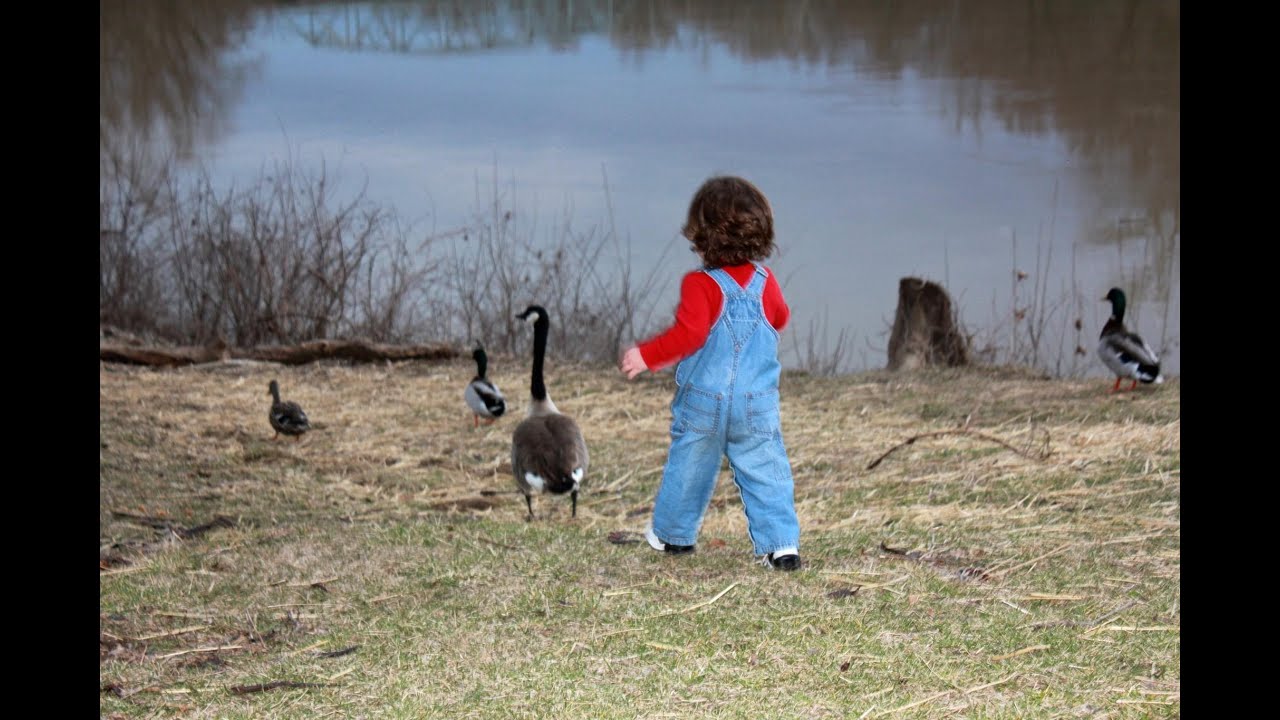 DUCK CHASING - HILARIOUS - YouTube