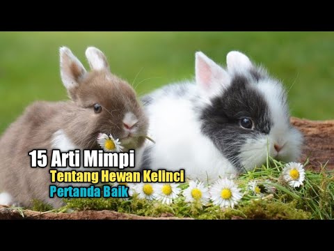 15 Arti Mimpi tentang Hewan Kelinci, Pertanda Baik