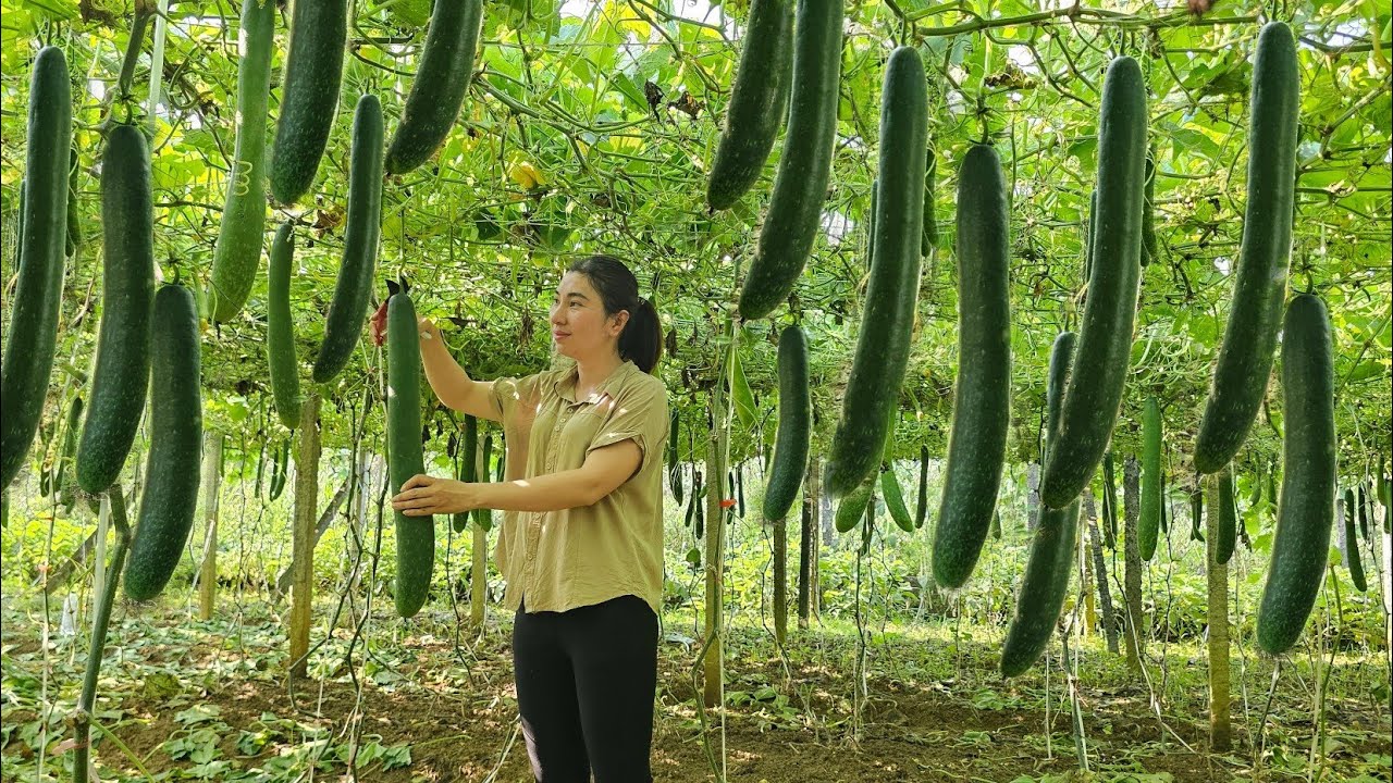 From the green long squash garden to the countryside market: delicious ...