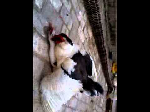 bokep'e dmc city - YouTube