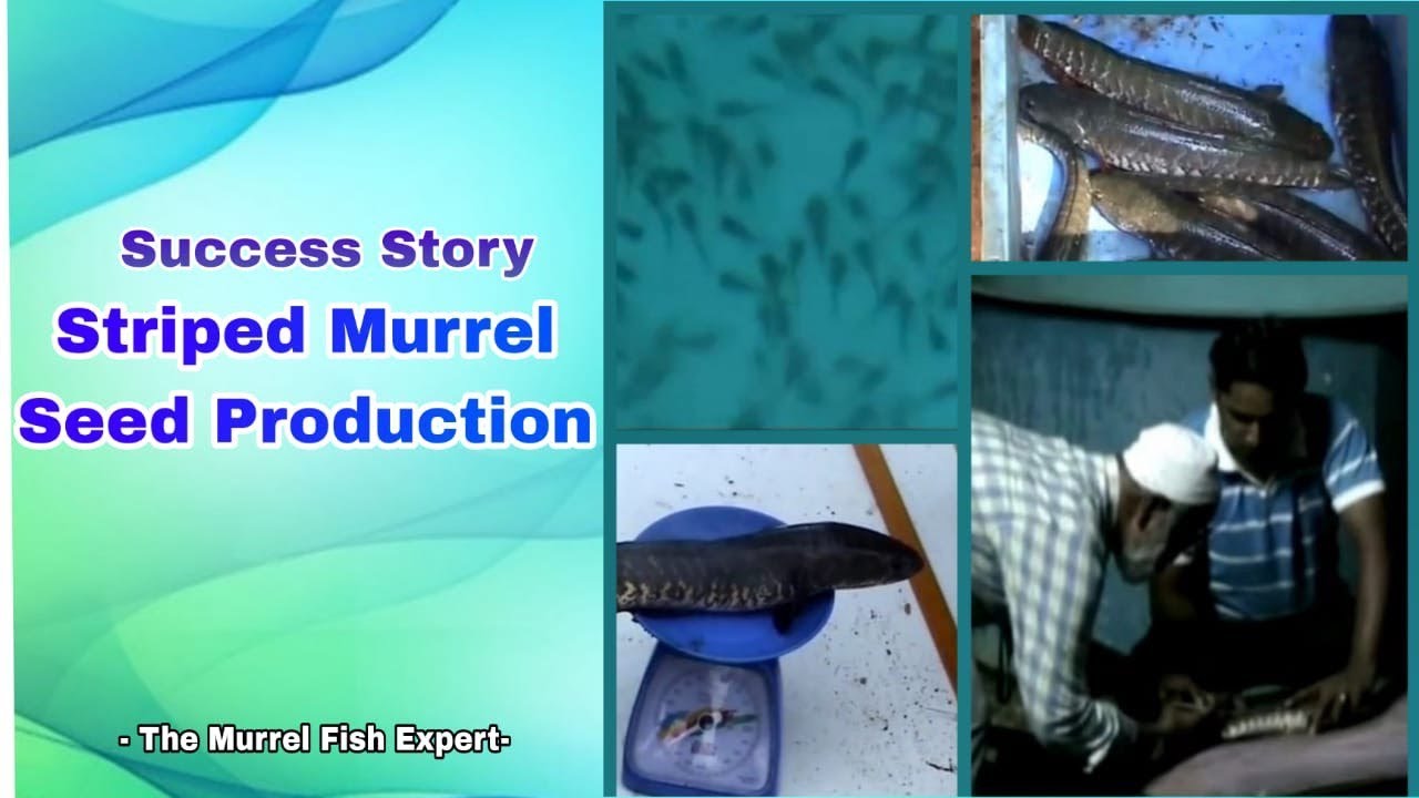 Success Story Of Striped Murrel Seed Production - YouTube