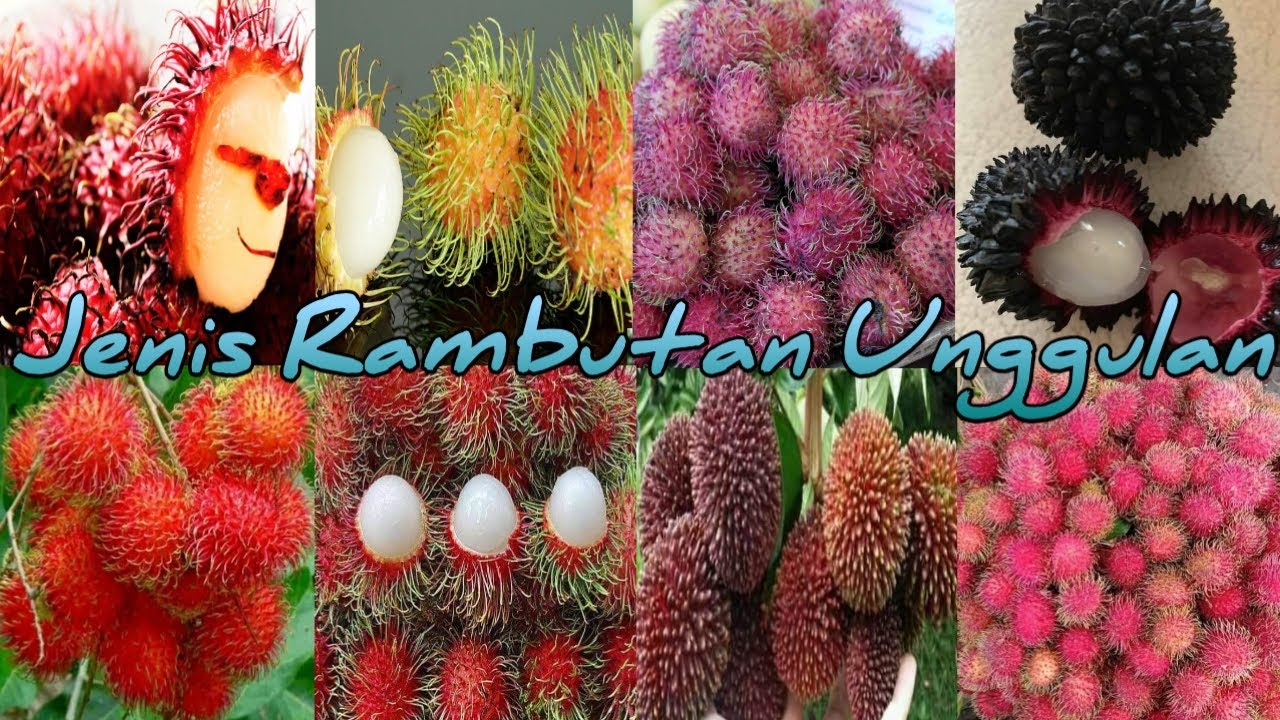Jenis Rambutan Unggulan - YouTube