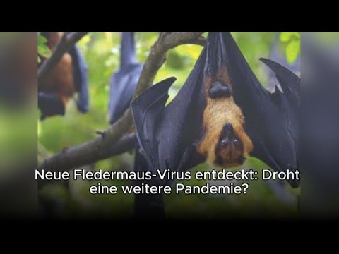 Neue Fledermaus-Virus entdeckt: Droht eine weitere Pandemie? - YouTube