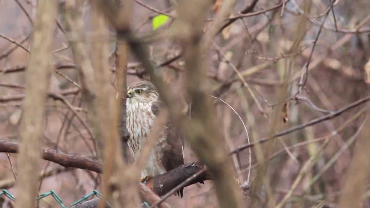 Chickadee Mobbing Hawk Canon 60D by Sayre Nature - YouTube