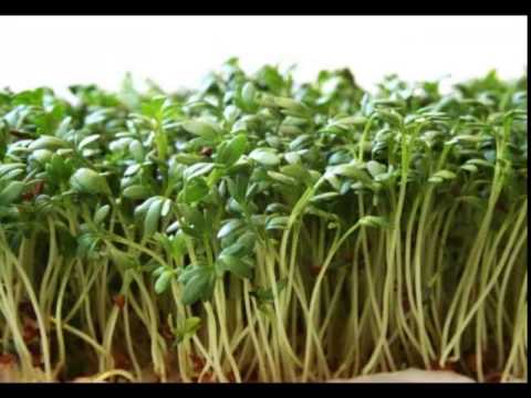Green Cress and its health benefits - YouTube