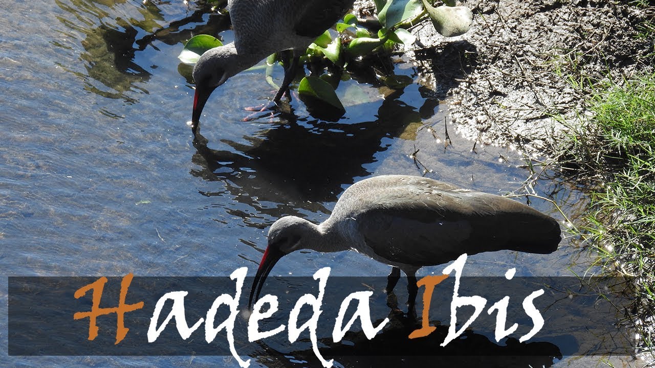 Hadeda Ibis (Bostrychia hagedash) Bird Call Video On The Crocodile ...