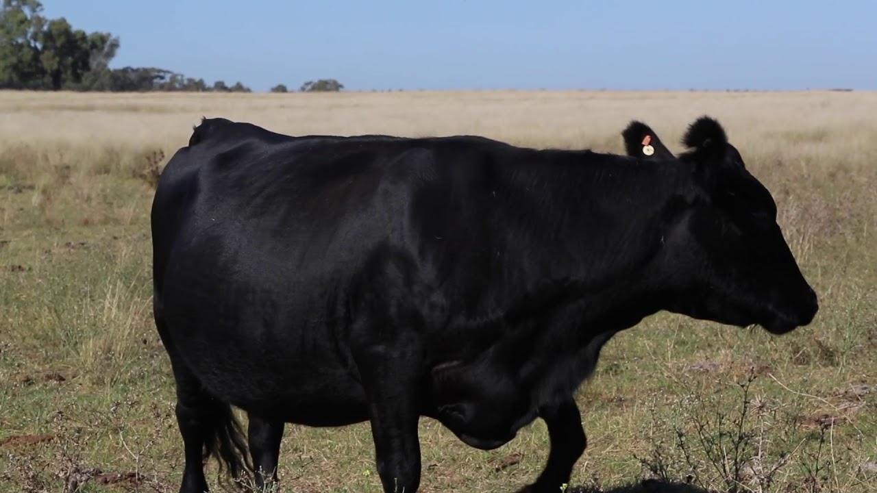 2950 Golden Highway, Elong Elong NSW 2831 - YouTube