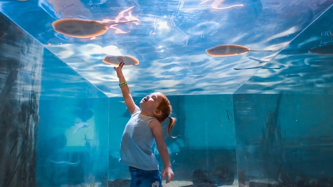 UNDERWATER BOX with STINGRAYS!! - YouTube