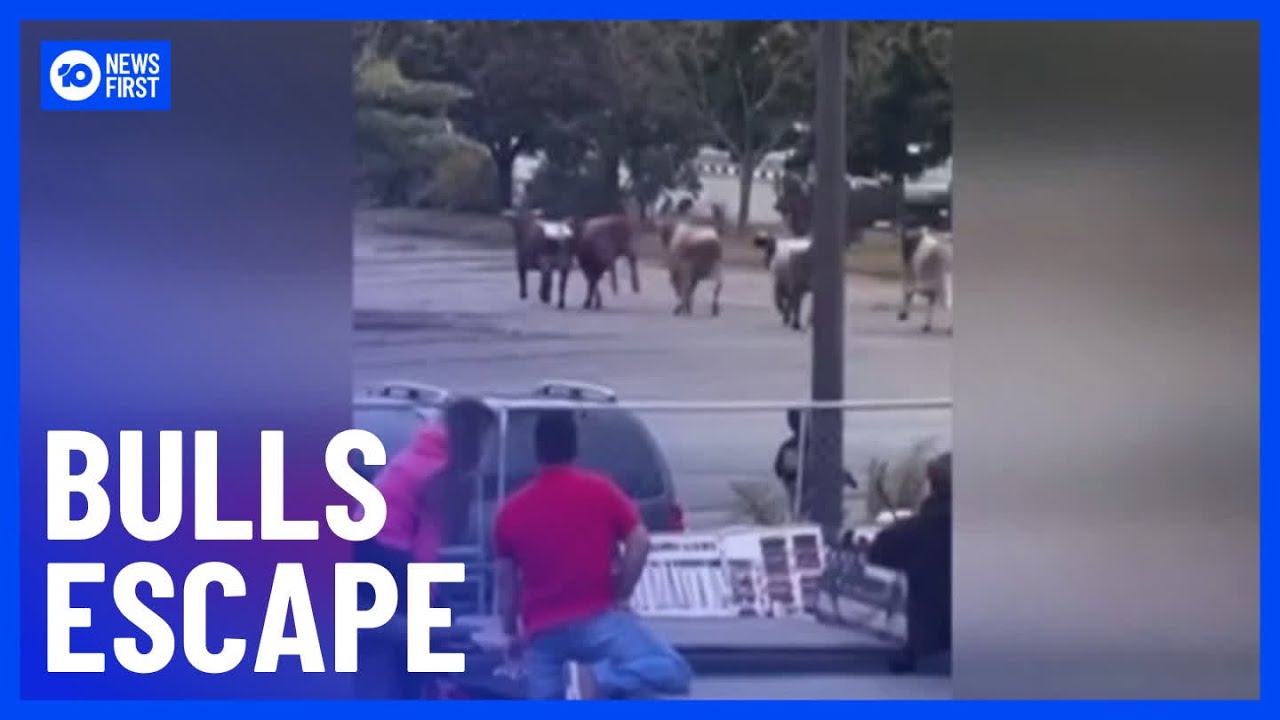 Herd Of Bulls Escape From Rodeo | 10 News First - YouTube