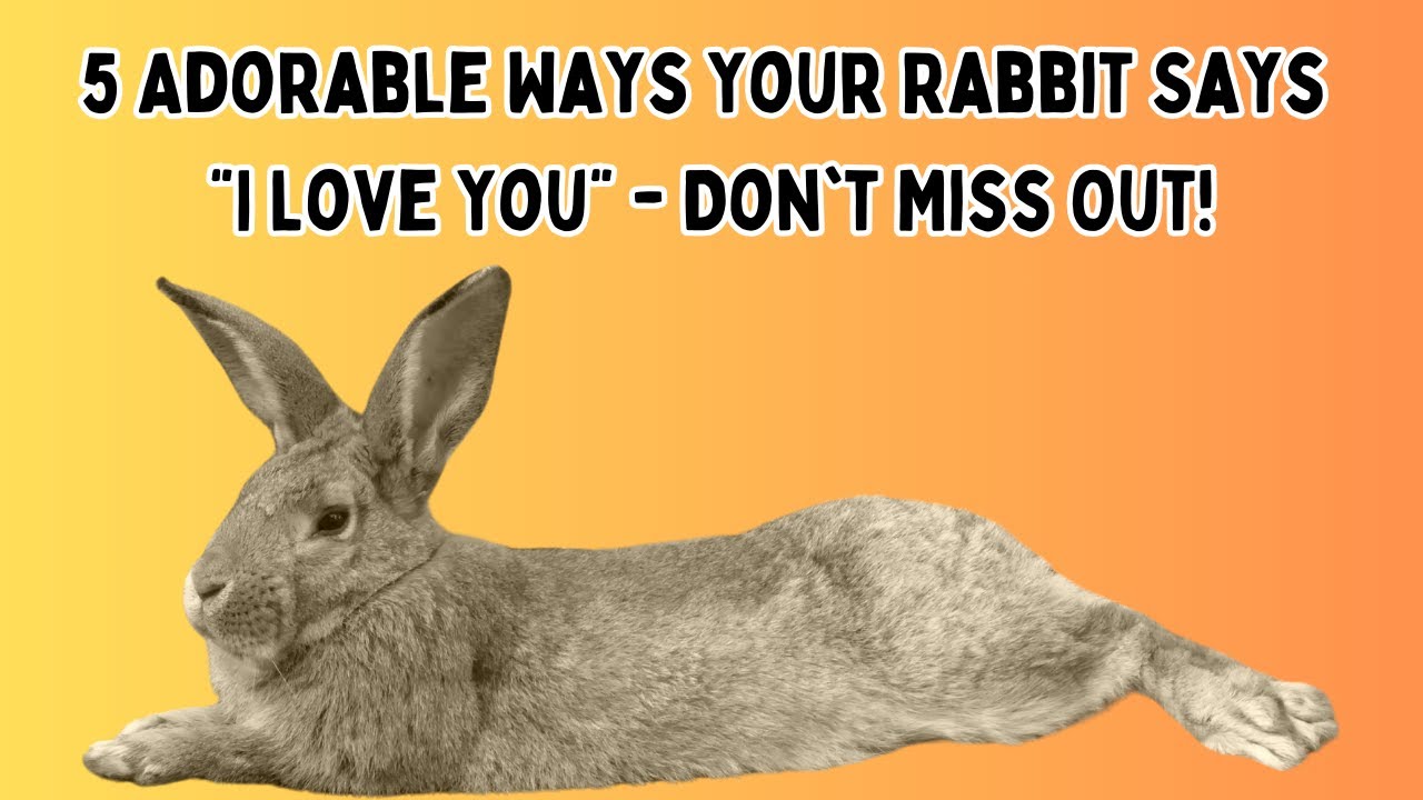 5 Adorable Ways Your Rabbit Says "I Love You" - Don't Miss Out! - YouTube